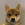 DogWifNoHat NOHAT
