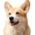 BNB DOG INU