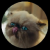 Mr Miggles MIGGLES logo