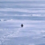 Nietzschean Penguin PENGUIN logo
