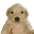 Perro Dinero JOTCHUA logo