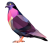 Pigeon Sol
