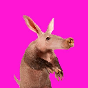 Aardvark (VARK)