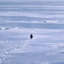 Nietzschean Penguin (PENGUIN)