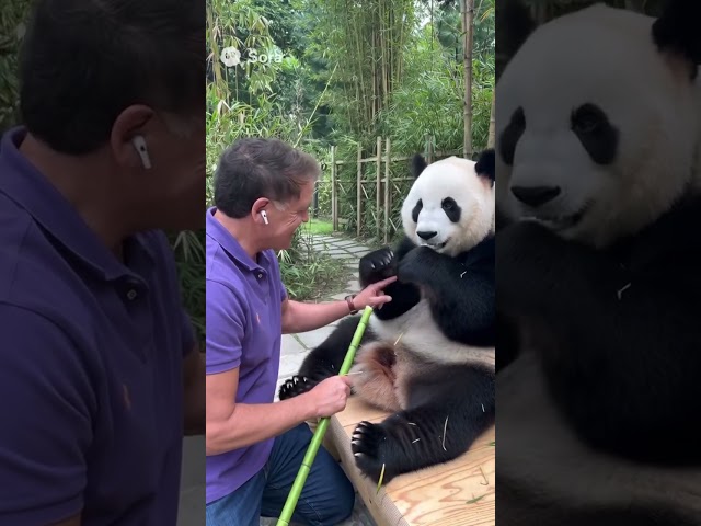Presearch it #markcuban #panda