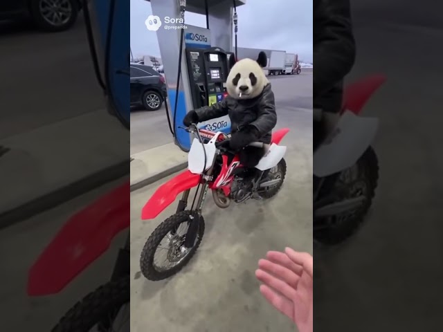 Presearch Panda always on the move #sora2 #ai #viral