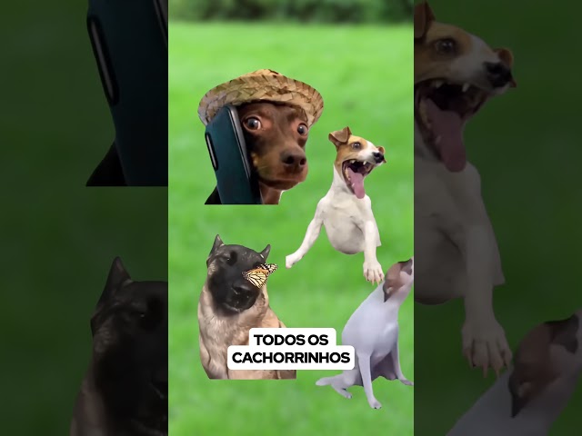 Explicando a Wibx com cachorrinhos #shorts