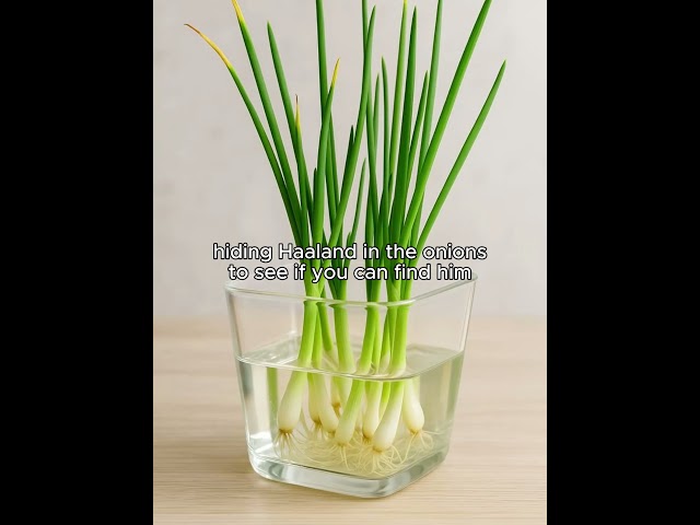 Haaland or green onion? We genuinely can't tell anymore.