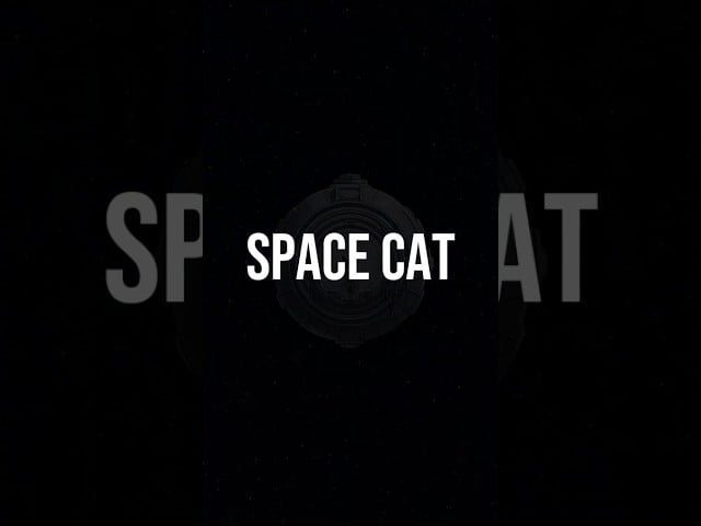 Space Cat // Cosmic Cat Frequency