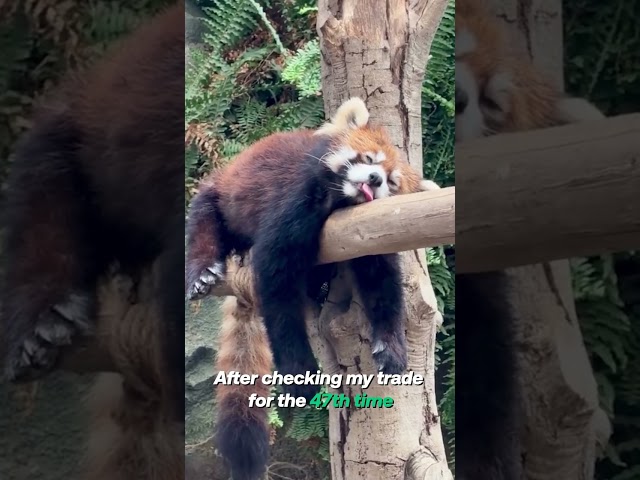 Checking my trade be like
